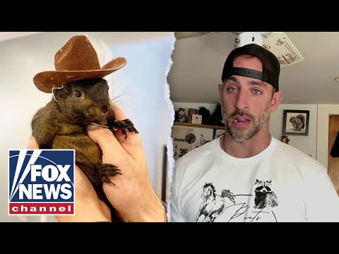 Squirrel Owner Claims Government Overreach After Home Raid - American ...
